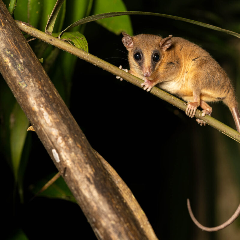Rio Nuevo Wildlife Tours in the Osa Peninsula, Costa Rica